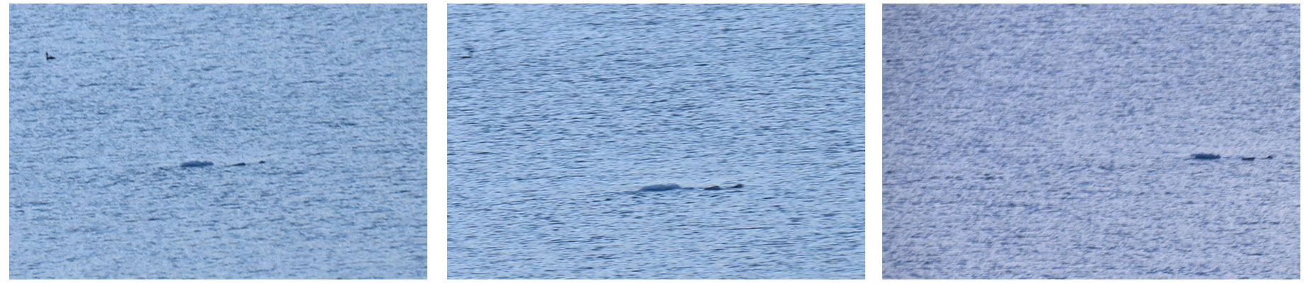 Is Ogopogo real? Incredible sightings in Lake Okanagan, British ...